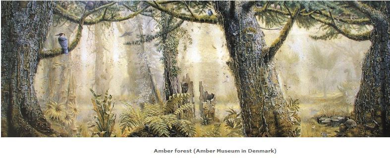 Where was the amber forest? – Amber Experts